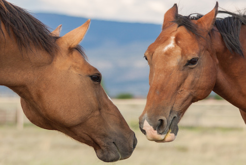 Albracht Equine Insurance | Horse, Farm & Ranch